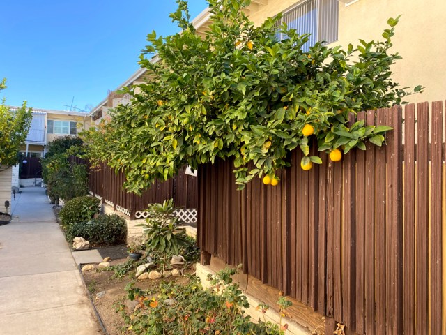 LEMON TREE | myjourneysinsight