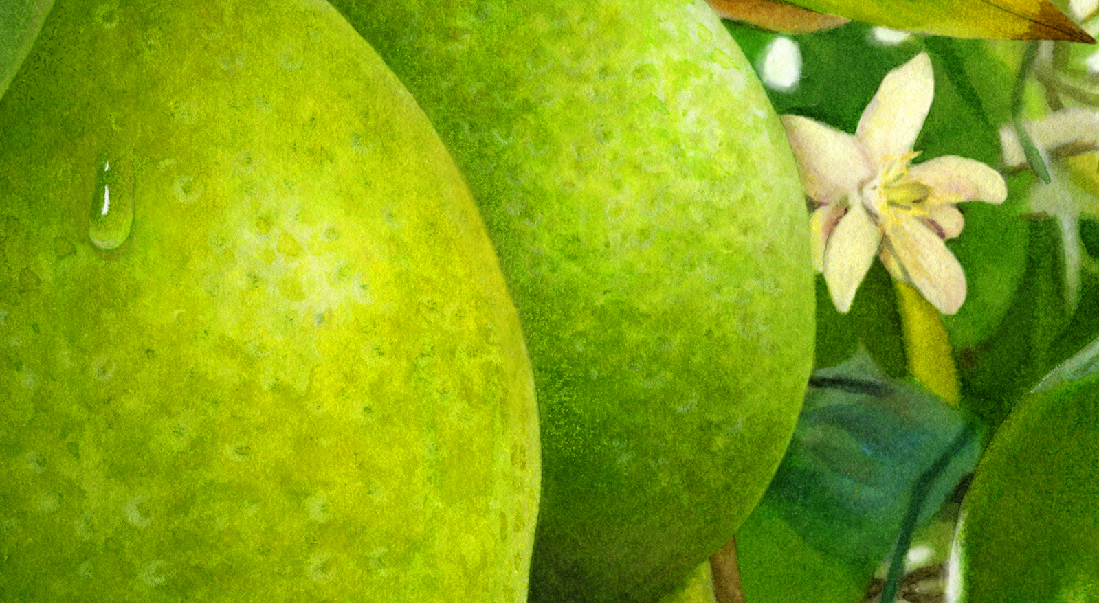 LEMON TREE | myjourneysinsight