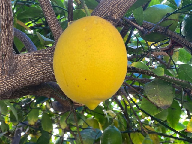 LEMON TREE | myjourneysinsight
