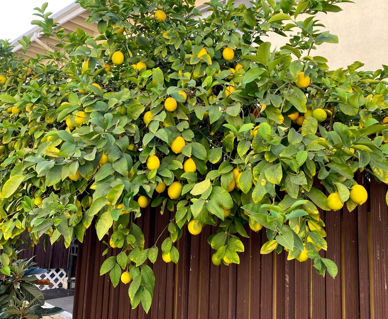 LEMON TREE | myjourneysinsight